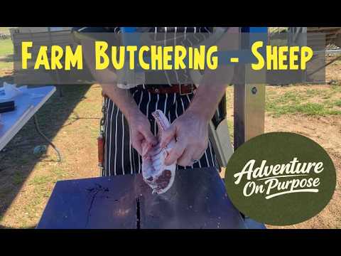 Sheep Butchering: Forequarters to Leg Roasts