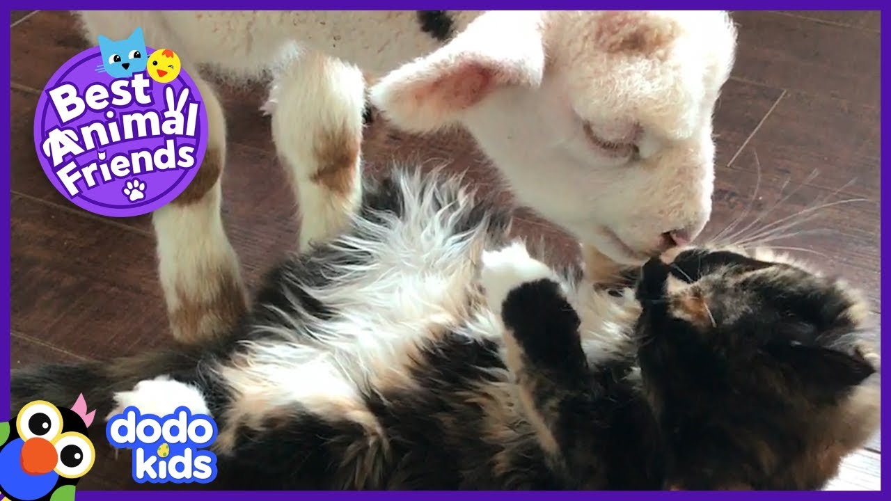 Charlie the Sheep Shows His Cat Friend How To Eat Hay | Dodo Kids: Best ...