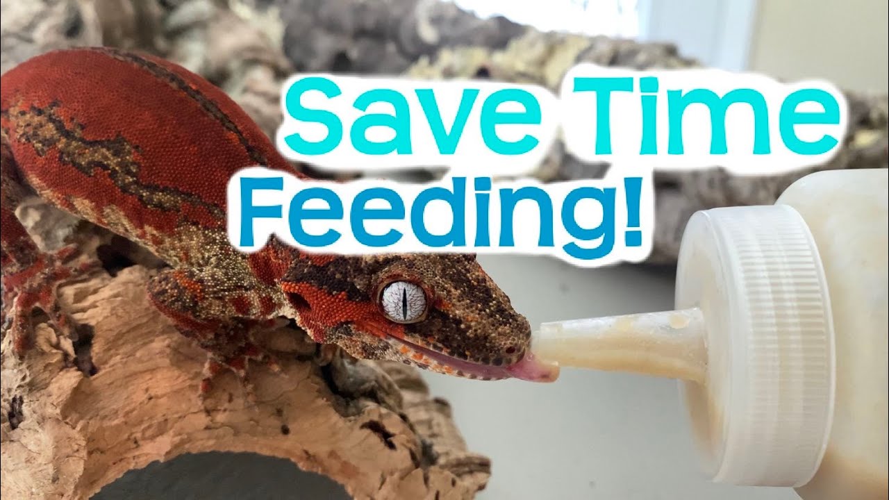 How To Make Feeding Your Geckos Easy! - YouTube