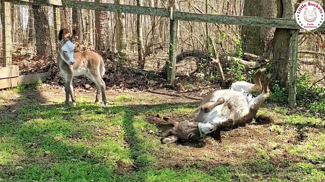 Adorable Baby Donkey learning to roll by watching her Mom at Little ...