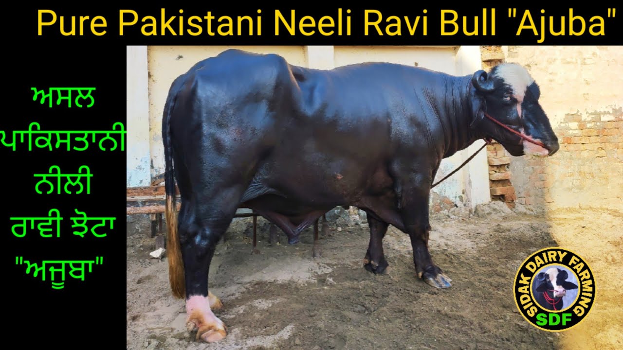 ਨੀਲੀ ਰਾਵੀ ਦਾ ਵੱਖਰੀ ਬਲੱਡ ਲਾਈਨ ਦਾ ਝੋਟਾ "ਅਜੂਬਾ", Neeli Ravi pure Pakistan ...