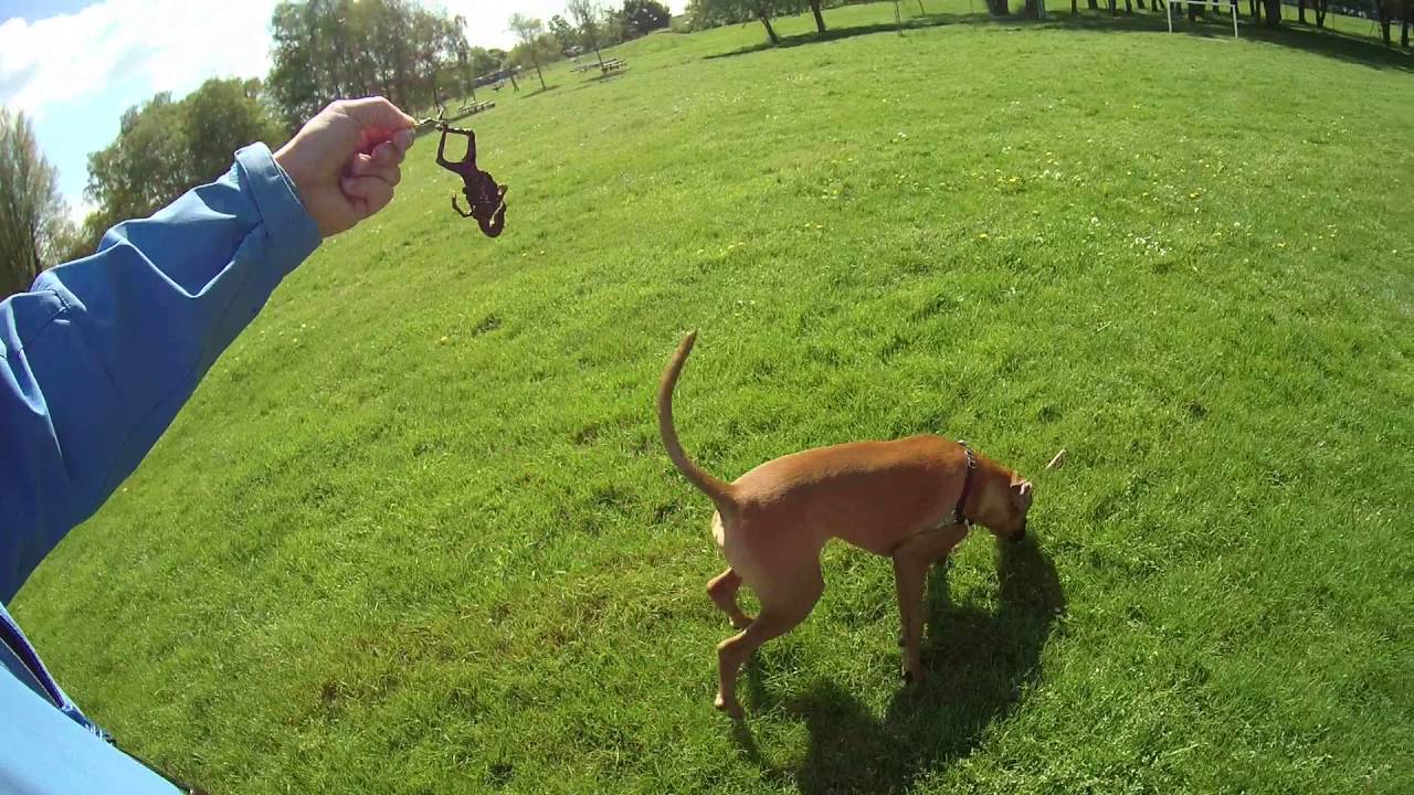 MAx i zaba 2 - YouTube