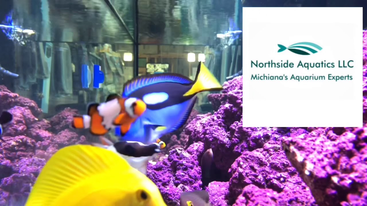 Fish of The Week: The Hawaiian Domino Damselfish - YouTube