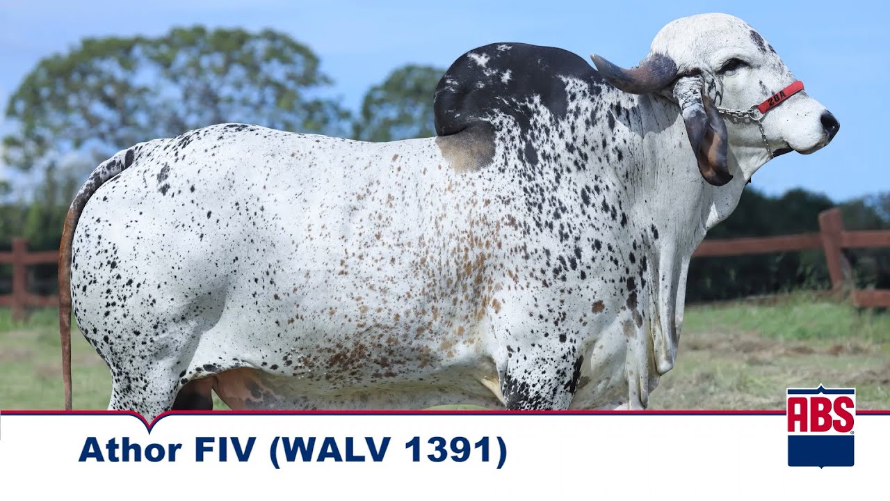 ATHOR FIV (WALV 1391) - Touro Gir Leiteiro ABS - YouTube