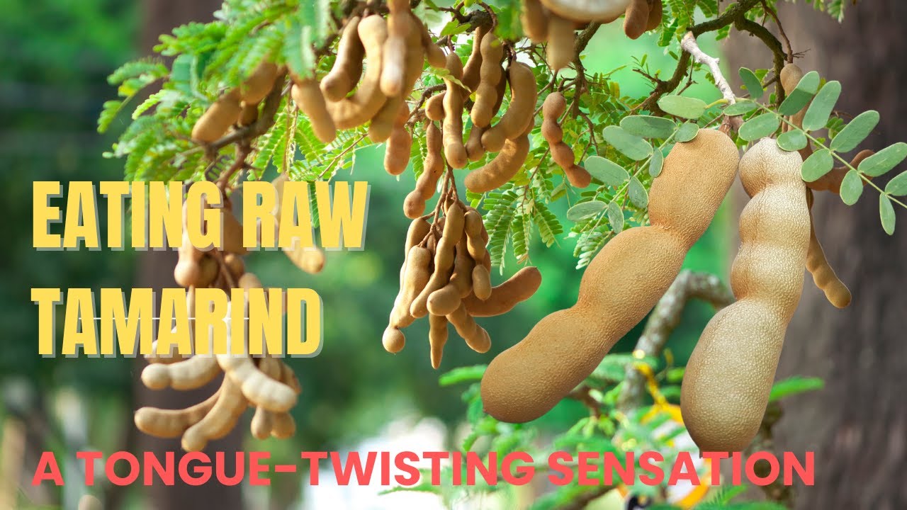 How to Eat Raw Tamarind Without It Being Too Sour – Easy Tricks for ...