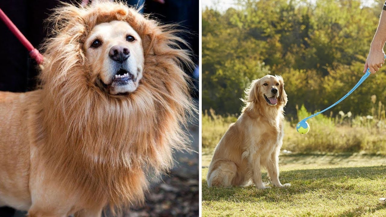 Top 8 Must Have Dog Products to Buy in 2021 - Inspire Uplift Trending ...