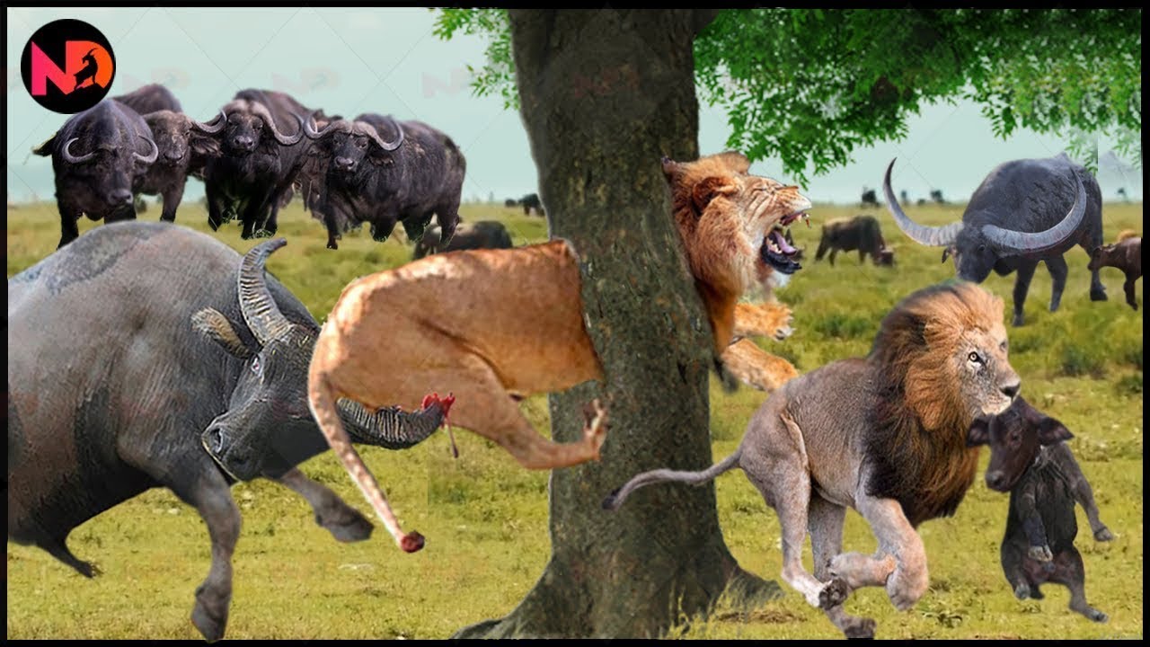 The Father Buffalo Fights Fearlessly With The Lions To Avenge His ...