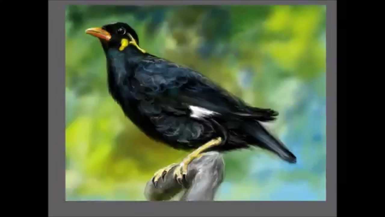 Ipad Drawing: Myna bird - YouTube