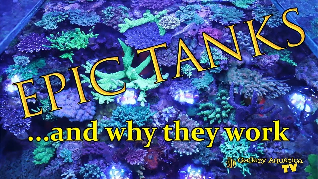 [EPIC] tanks and why they work: Episode #5 --- Gallery Aquatica TV ...