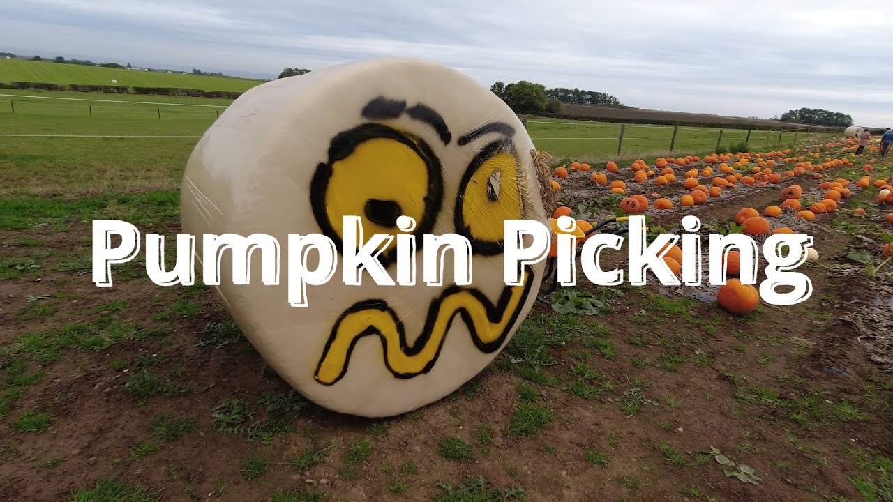 Pumpkin picking at Pontac Farm, New Marske - YouTube
