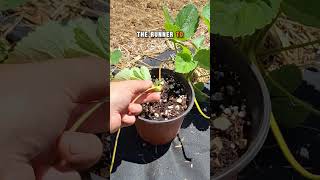 How to Propagate Strawberry Runners in Pots 🍓 #strawberry #gardening #strawberryplant #garden
