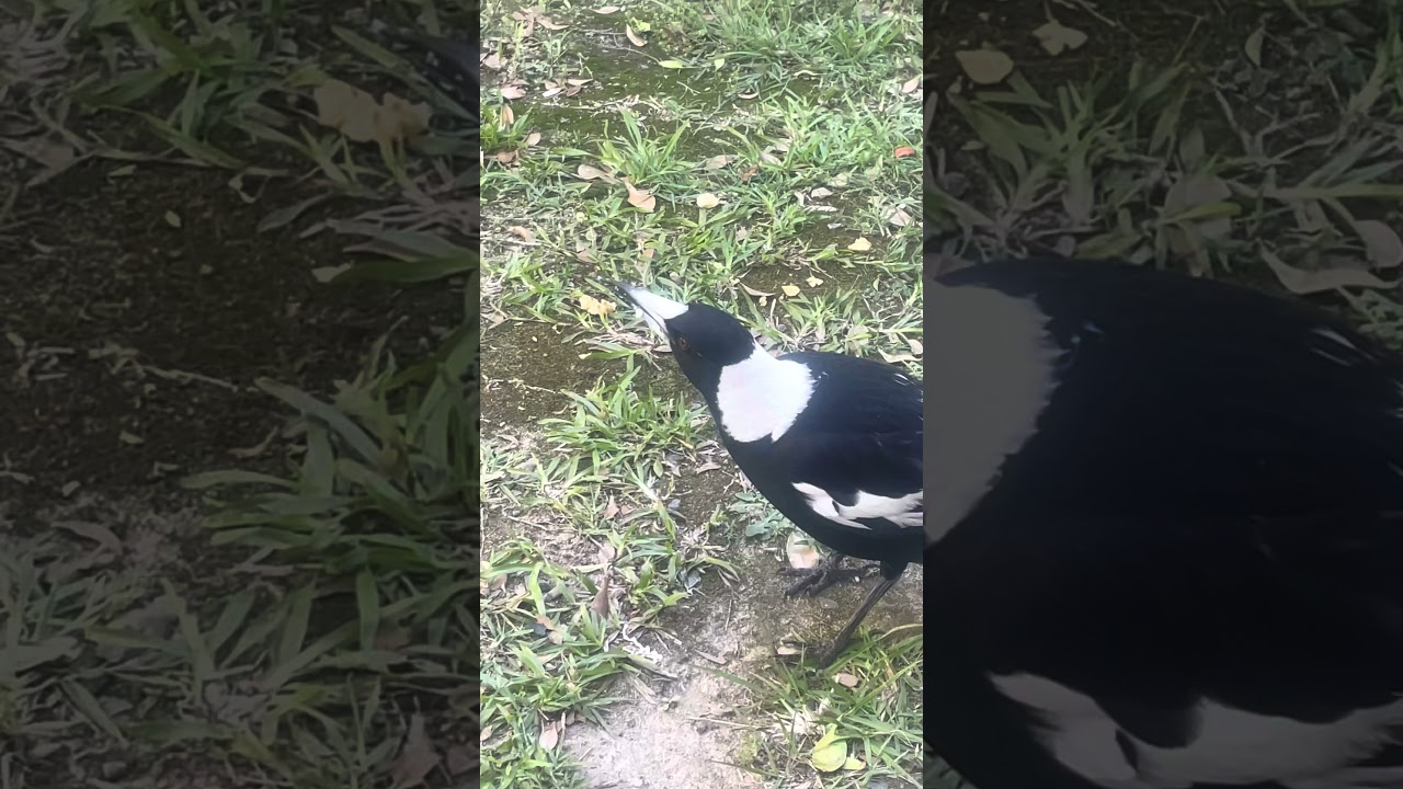 Australian talking magpie - YouTube