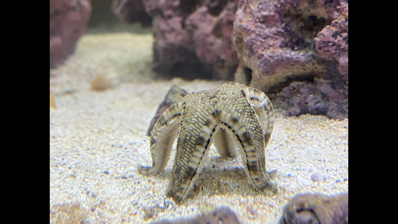 Display Tank - Sand Sifting Starfish aka Sea Star Standing Up - YouTube