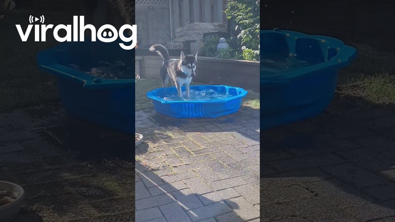 Dog Plays in Pool For First Time || ViralHog - YouTube