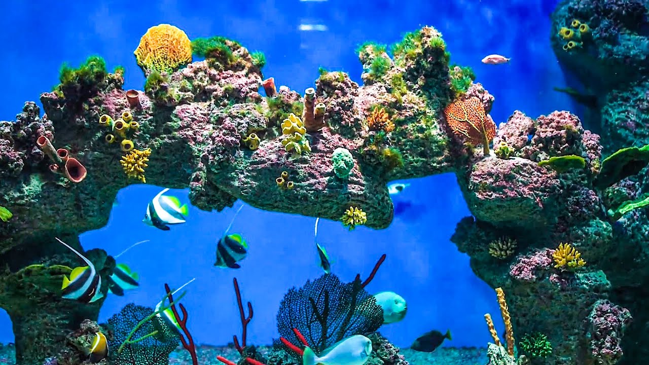 3 Hours Stunning 4K Underwater footage + music | Rare video about ...