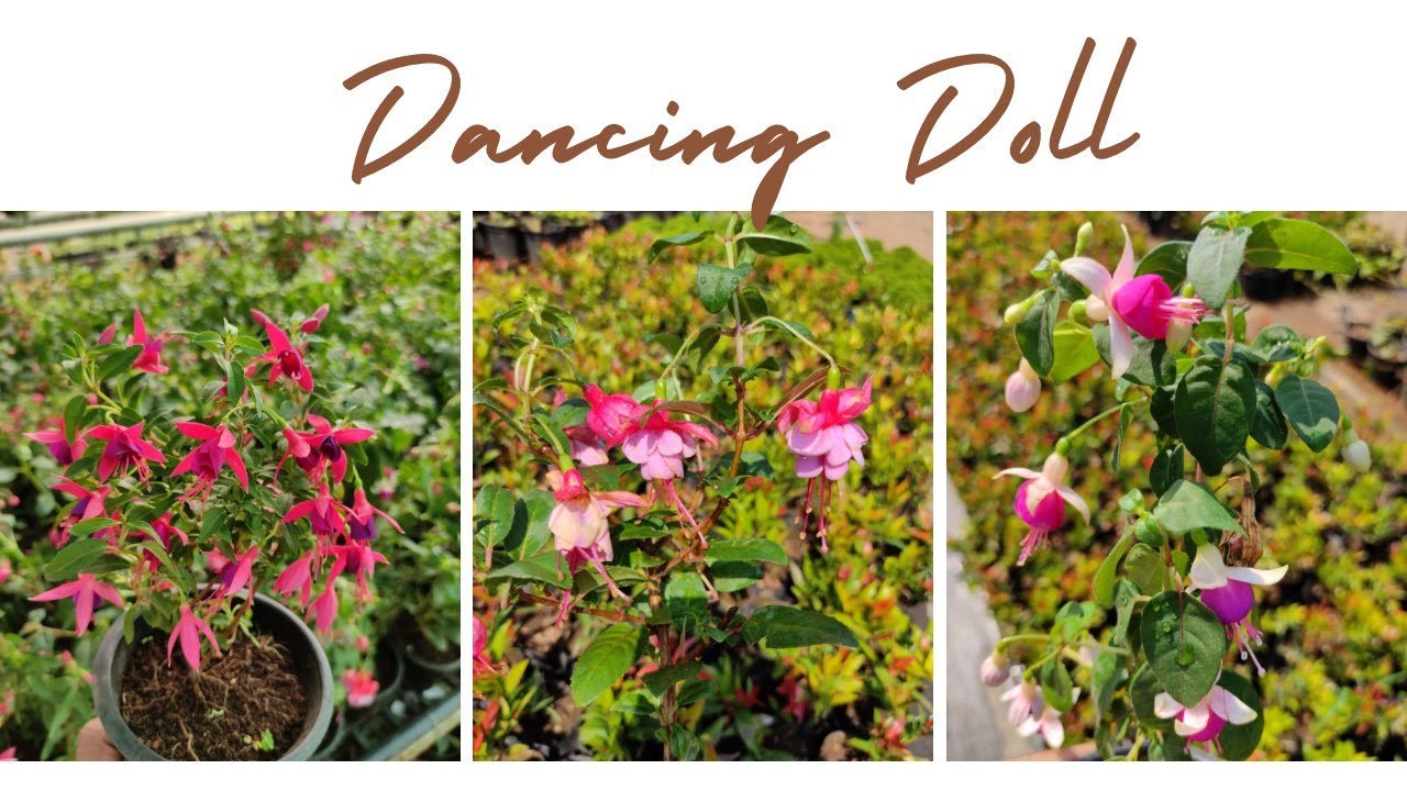 Dancing Doll , Fuchsia plant | 9489554968| Tharappel Nursery - YouTube