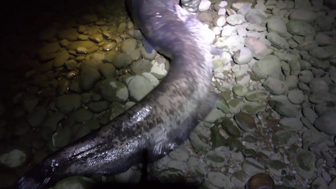 Silure du Rhône en pêchant la carpe - YouTube