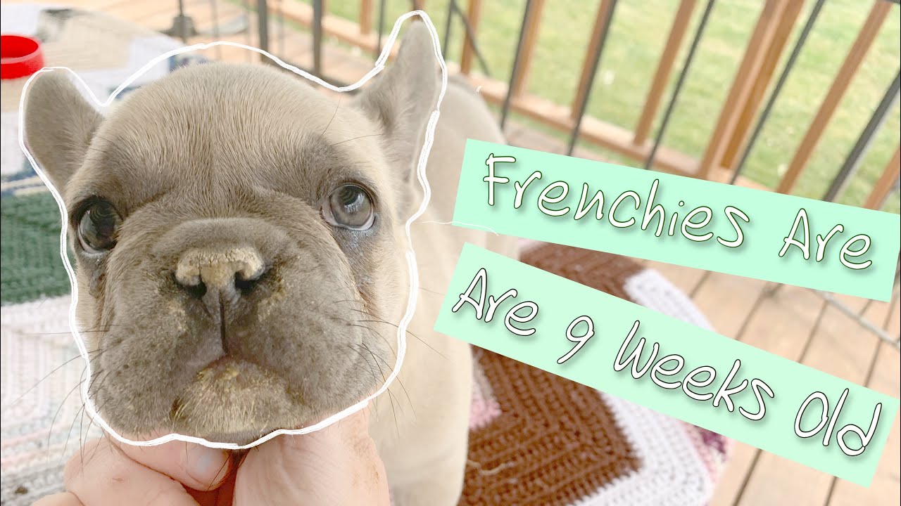 French Bulldog Puppies at 9 Weeks Old | Puppies Enjoying Playing ...