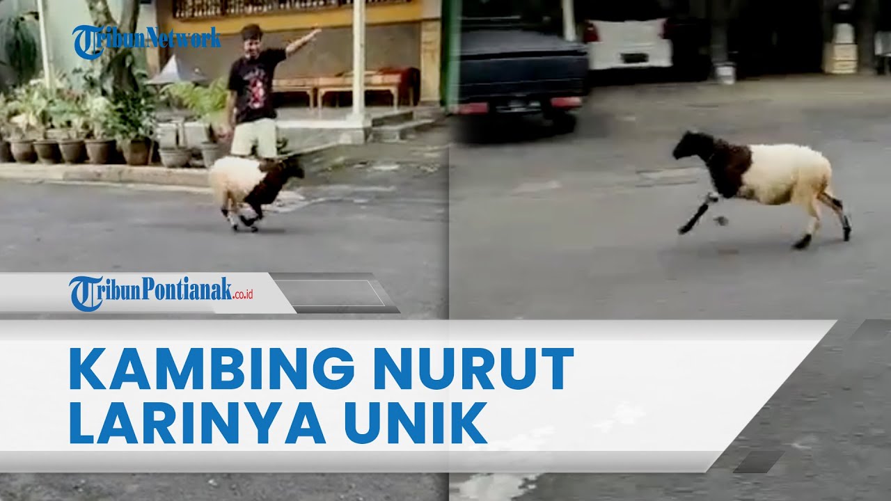 🔴 Kambing Penurut, Larinya Sangat Menggemaskan - YouTube