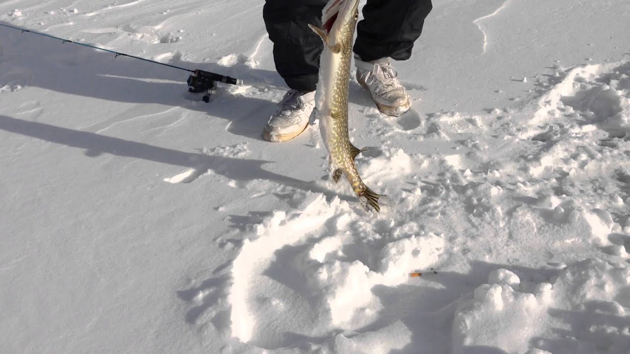 2015 Shade's Mill ice fishing opening day. Nice pike - YouTube