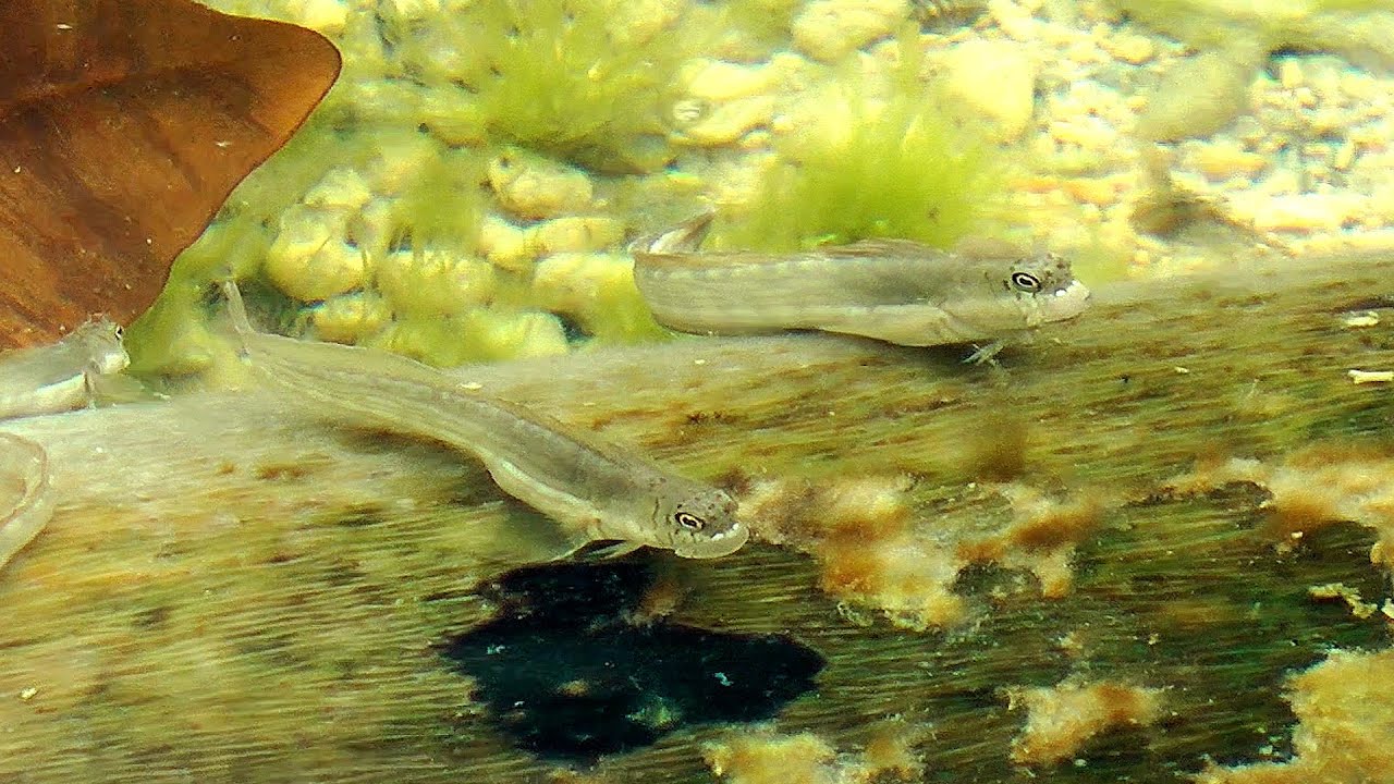 Small sand-coloured fish eating algae & resting and maneuvering on fins ...