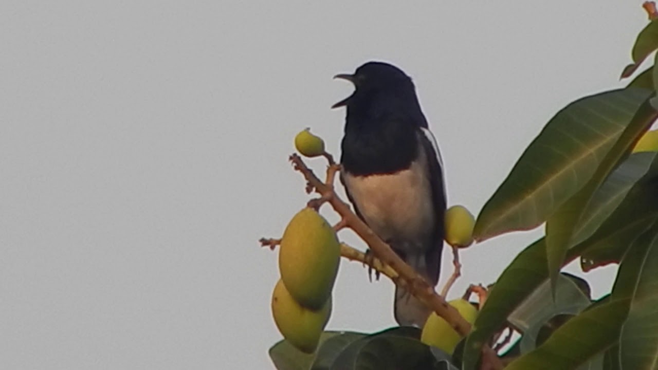 Indian Robin Bird | Probhat er Pakhir Dak | Doyel Pakhi | elo melo ...