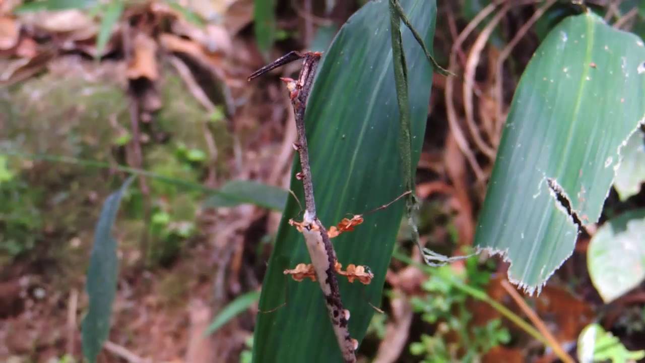 toxodera dragon mantis exo factory - YouTube