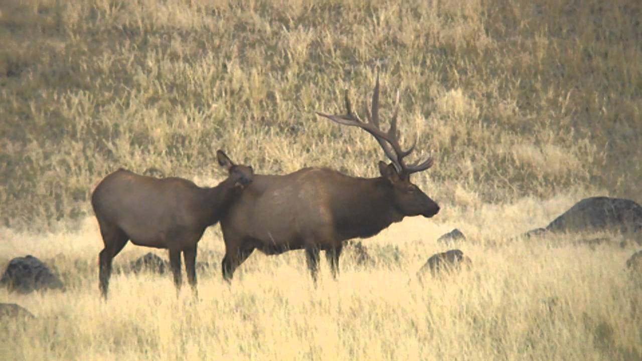 Cow Elk Flirts - YouTube