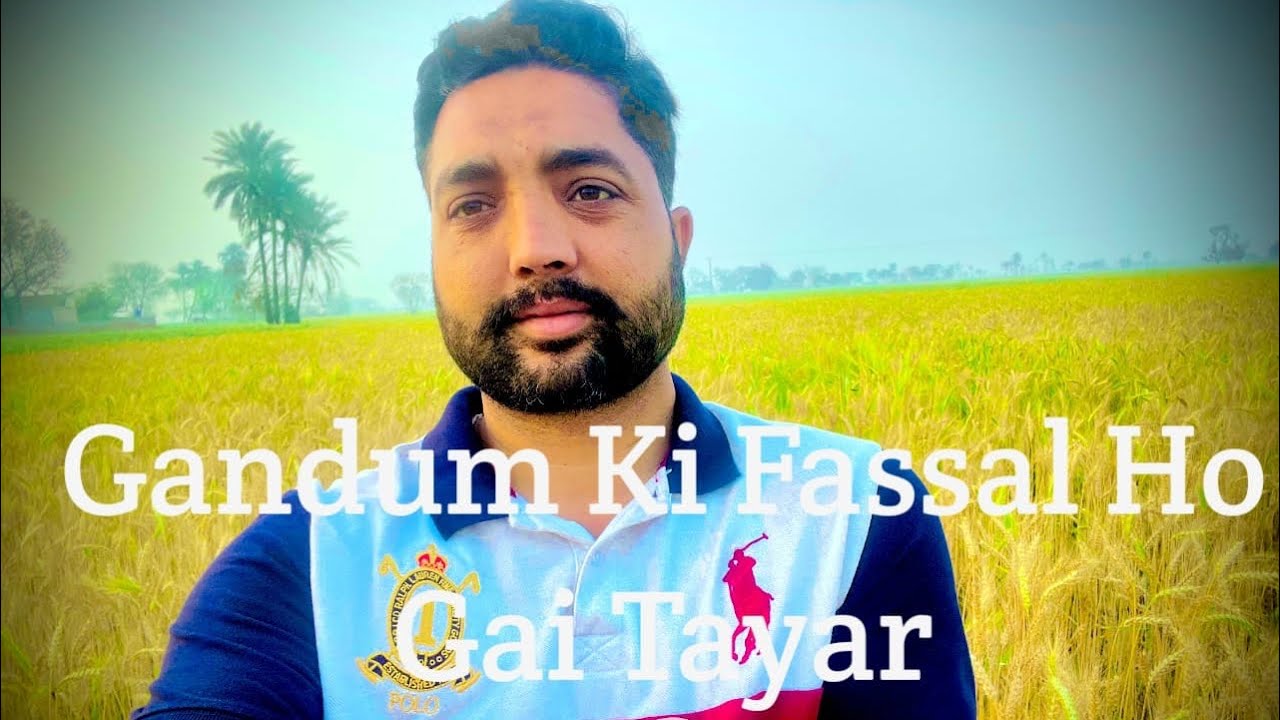 Gandum ki Fassal Hony Lagi Tayaar 😍😍 - YouTube