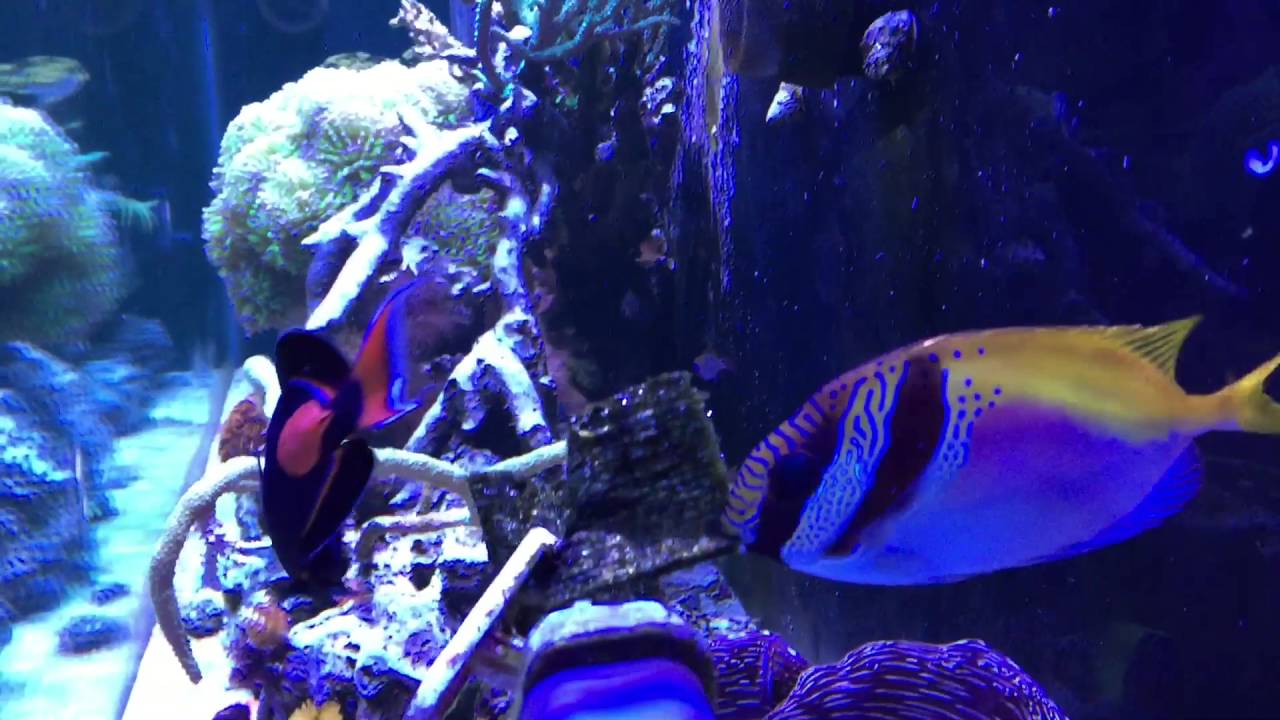 Nori Happy Fish - YouTube