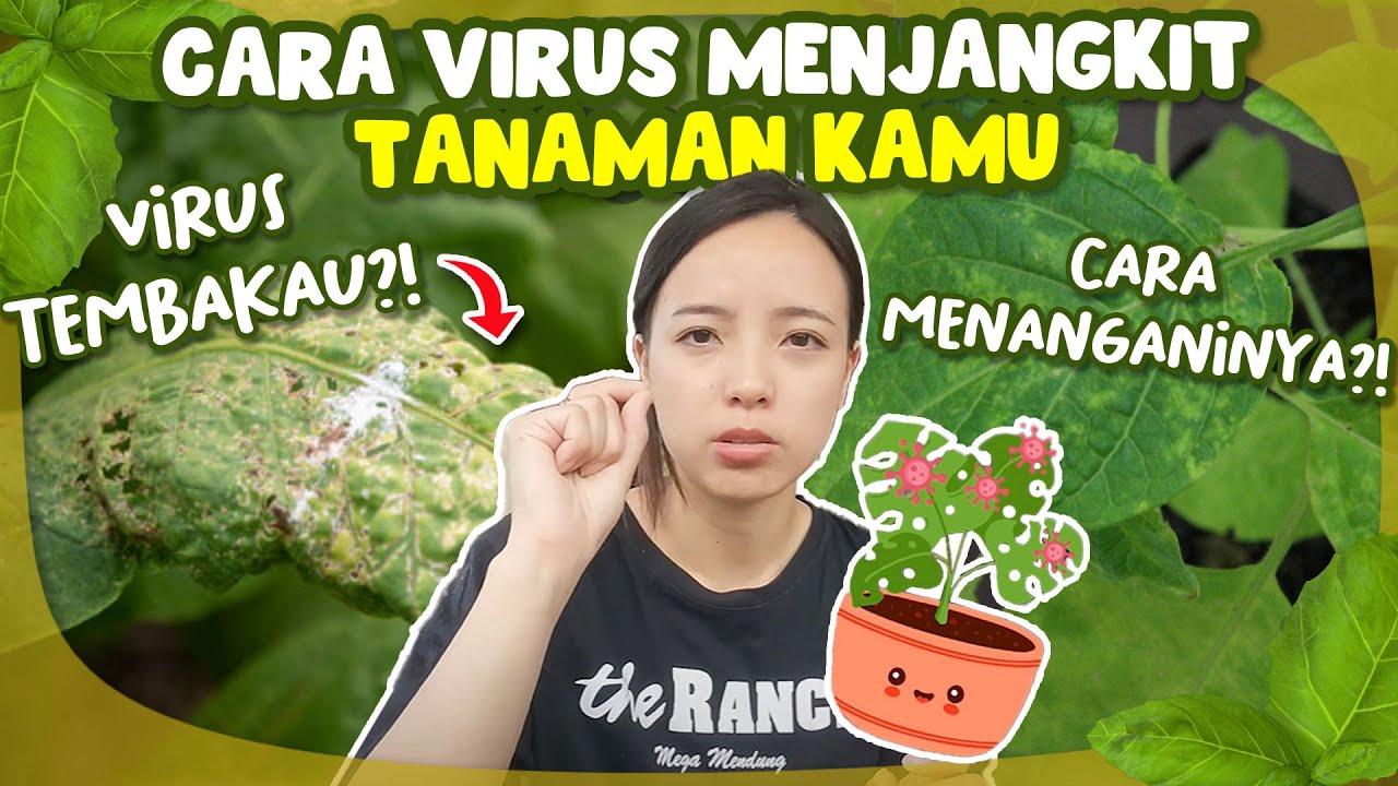 Apa itu Virus TMV pada Tanaman? Yang Perlu Kamu Ketahui tentang Virus ...