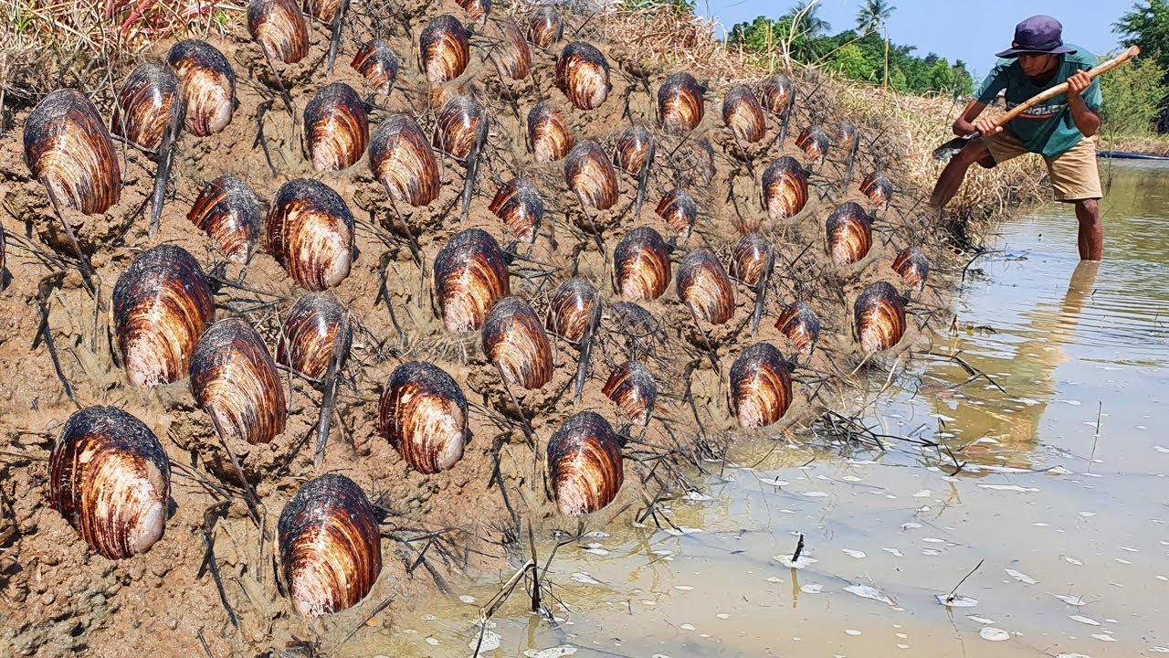 Top 7 videos amazing fishing! a fisherman skill catch clams snail a ...