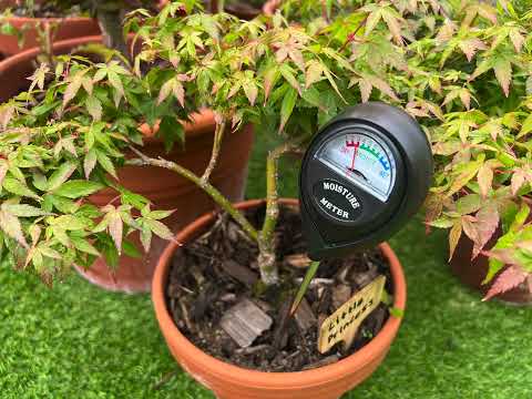 Watering trees and plants in the Fall, preserving the best Autumn ...