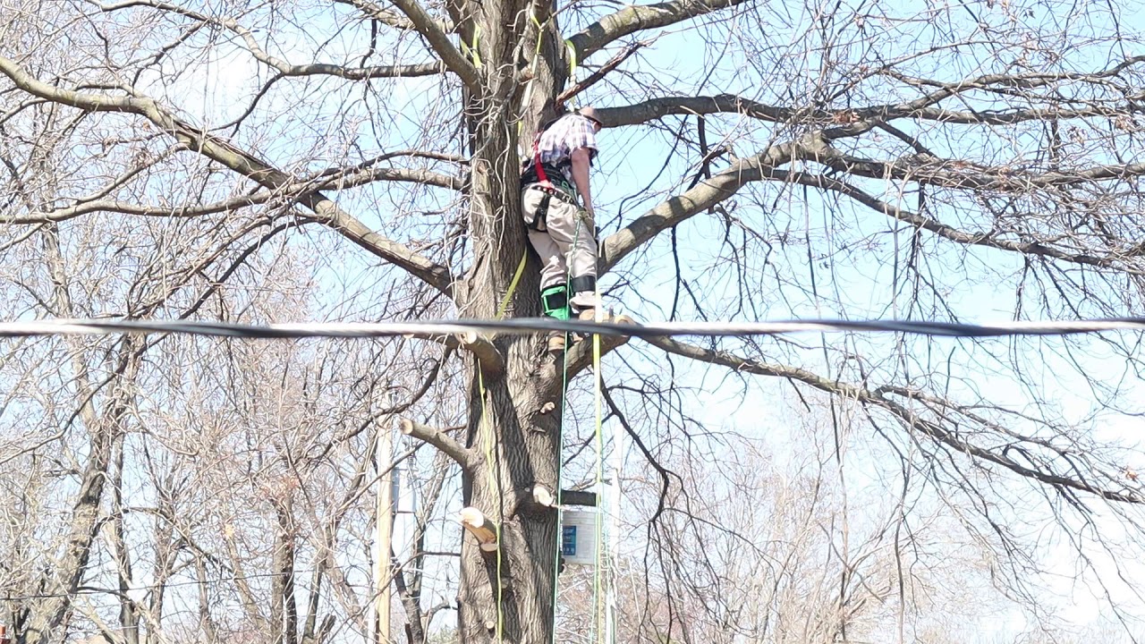 This tree almost beat me. - YouTube