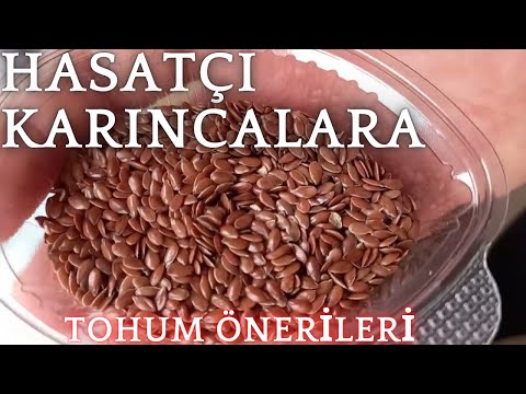 Hasatçı Karıncalar İçin Tohum Türleri