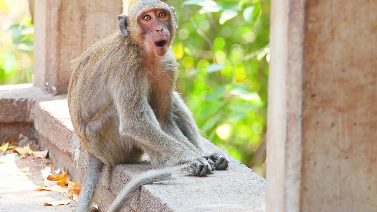 Monkey Actions's broadcast | Day 061 EP 08 | - YouTube