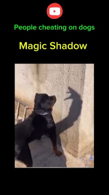 Dog magic Shadow 😂#shorts - YouTube
