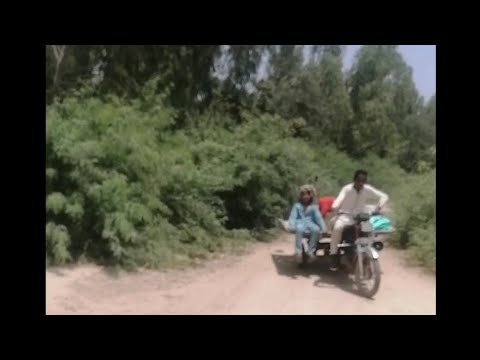 jungle video jungle ki sher 2nd largest forest in pakistan chichawatni ...