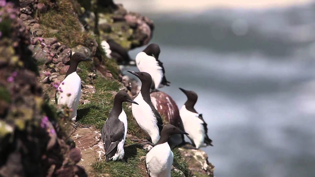 Guillemots de Troïl - YouTube