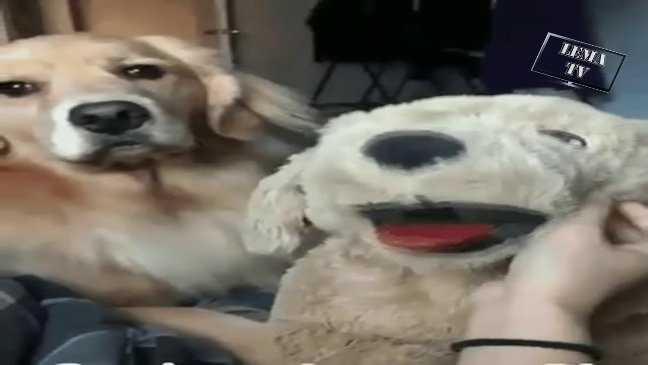 Funny Dog Jealously Watches Its Owner Pet A Fake Dog, Finally Snaps ...