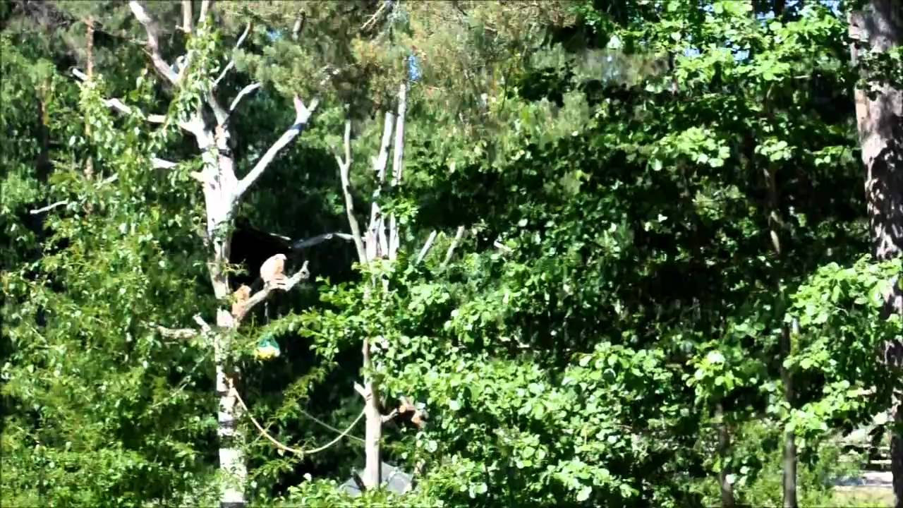 Gibbon Song at Kolmården Wildlife Park, Sweden - YouTube