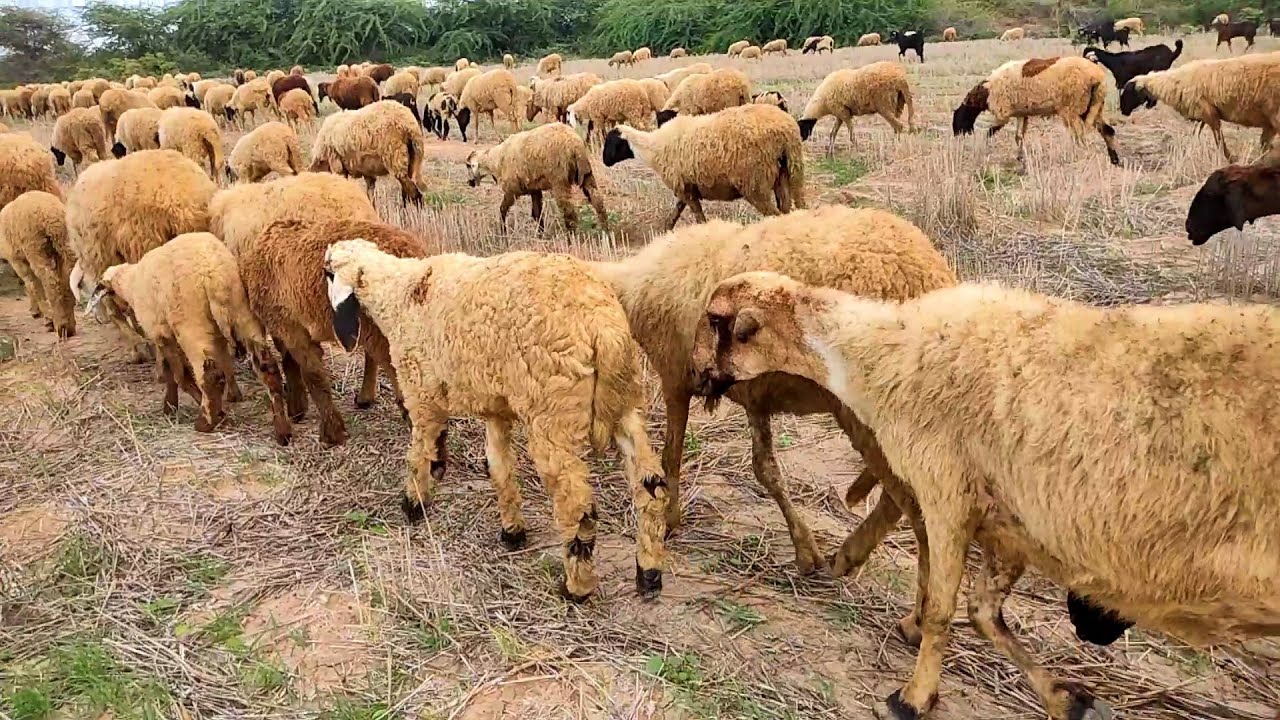 Small Sheep Bull Tried Meeting - YouTube