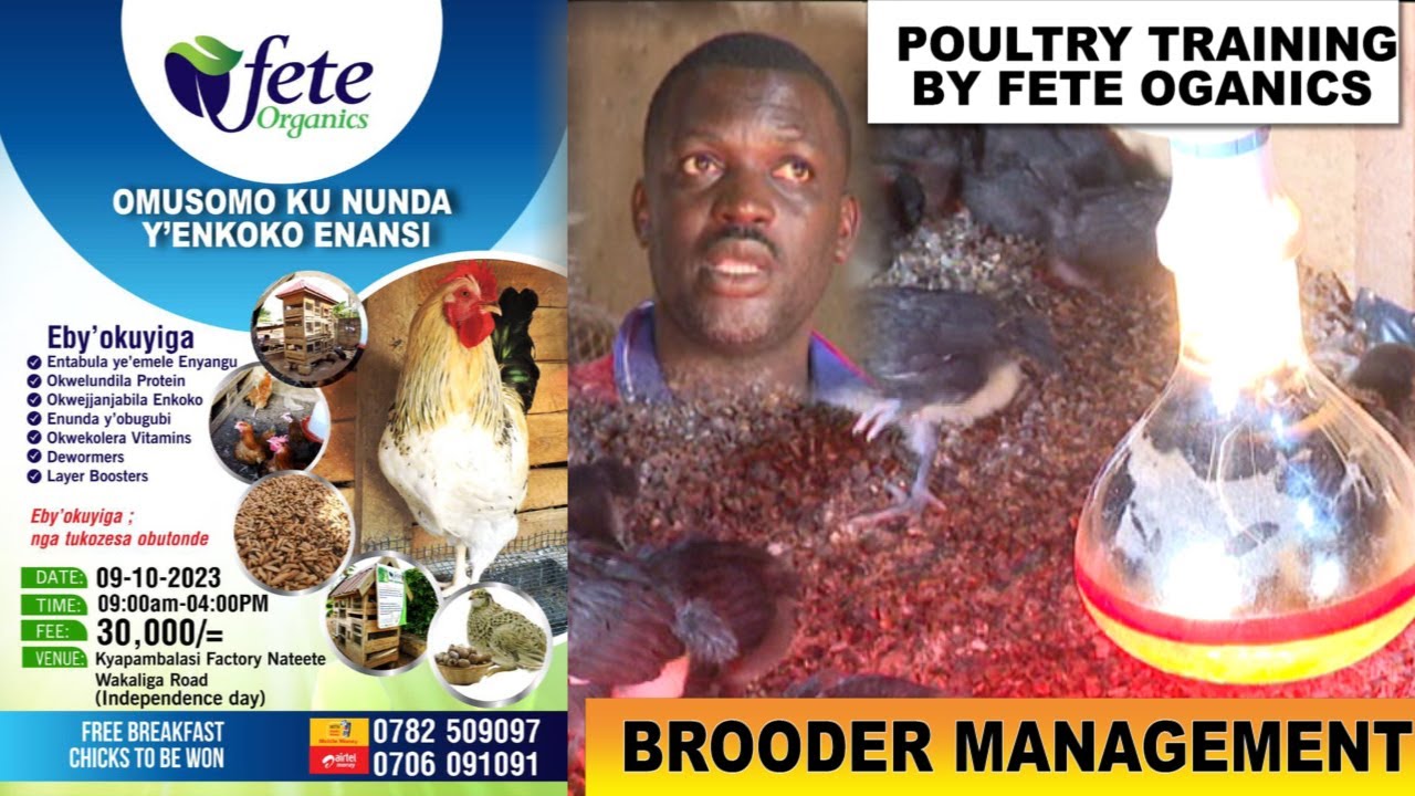 Chicken:Yiga Endabitira Y'obukonko Obuto Nga Buli Mu Brooder Ne Ddungu ...