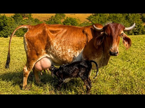 Vaca Pontalina pariu uma Bezerra linda 