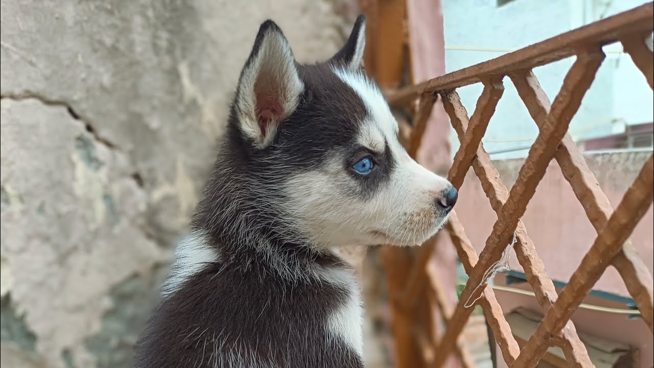 Siberian husky life kesi hoti h India me ? Siberian husky Indian me rh ...