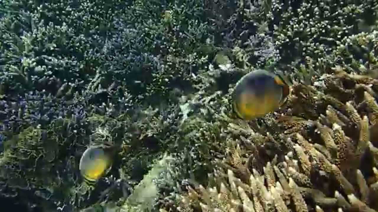 Овальная рыба-бабочка redfin butterflyfish Chaetodon lunulatus - YouTube