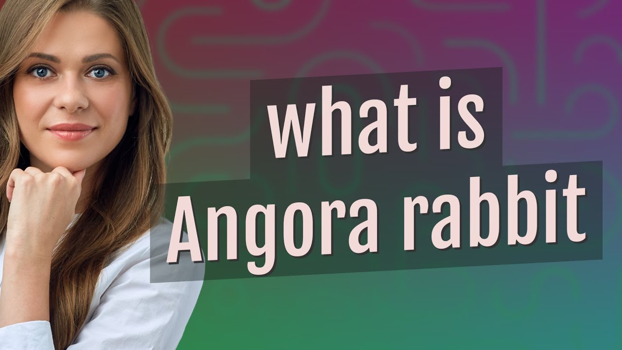 Angora rabbit | meaning of Angora rabbit - YouTube