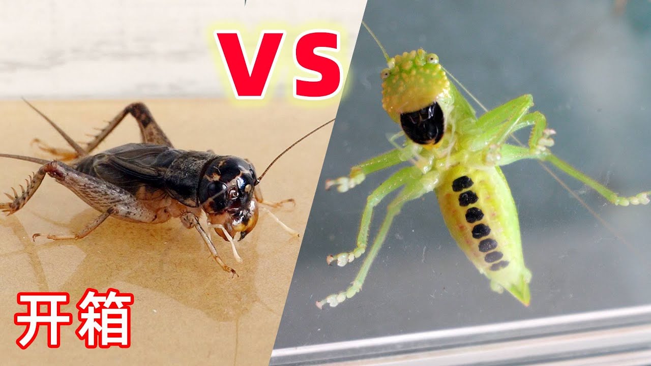 Super cute katydid, pet unpacking！ - YouTube