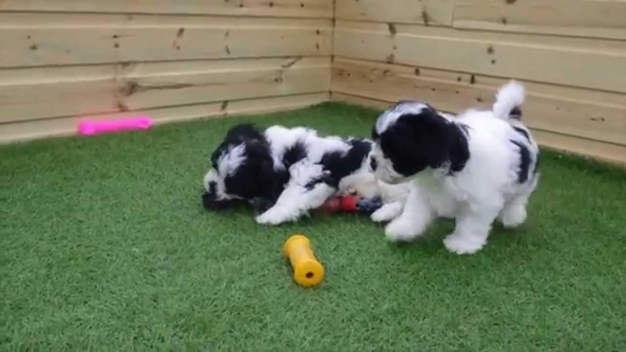 Lhasa Apso x Bichon Frise pups for sale (La-chons) - YouTube