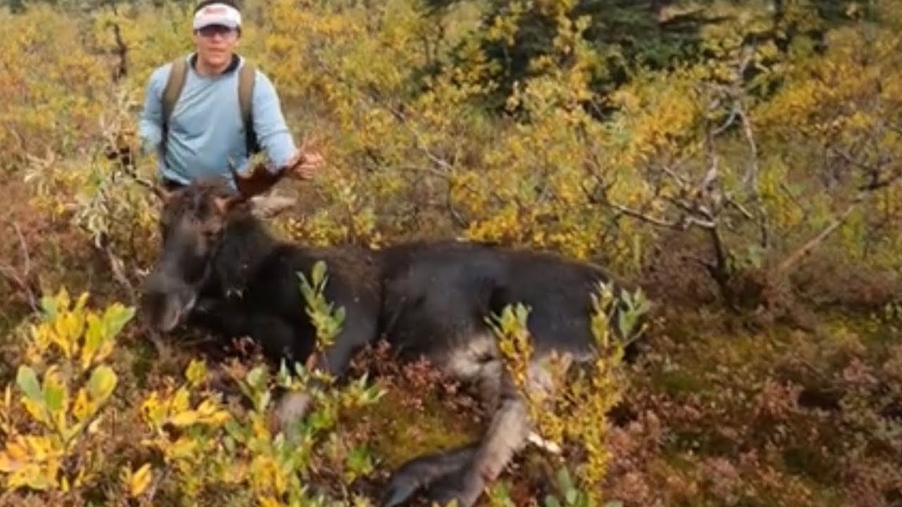 HOW TO SUBSISTENCE MOOSE HUNT ALASKA - YouTube